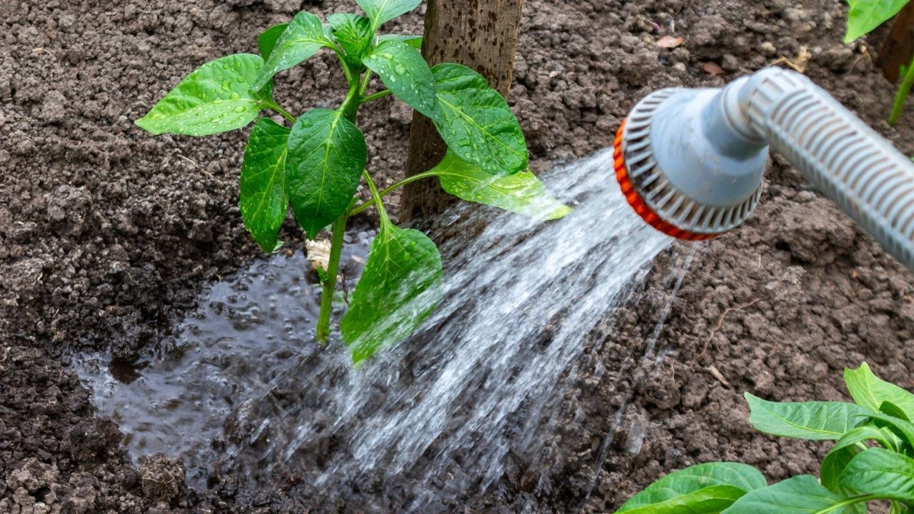 Bahçe Hortum Kelepçeleri Nedir? Ne işe Yarar?